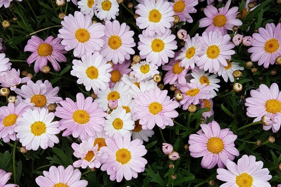 How to Grow Daisies: 13 Types for Your Garden