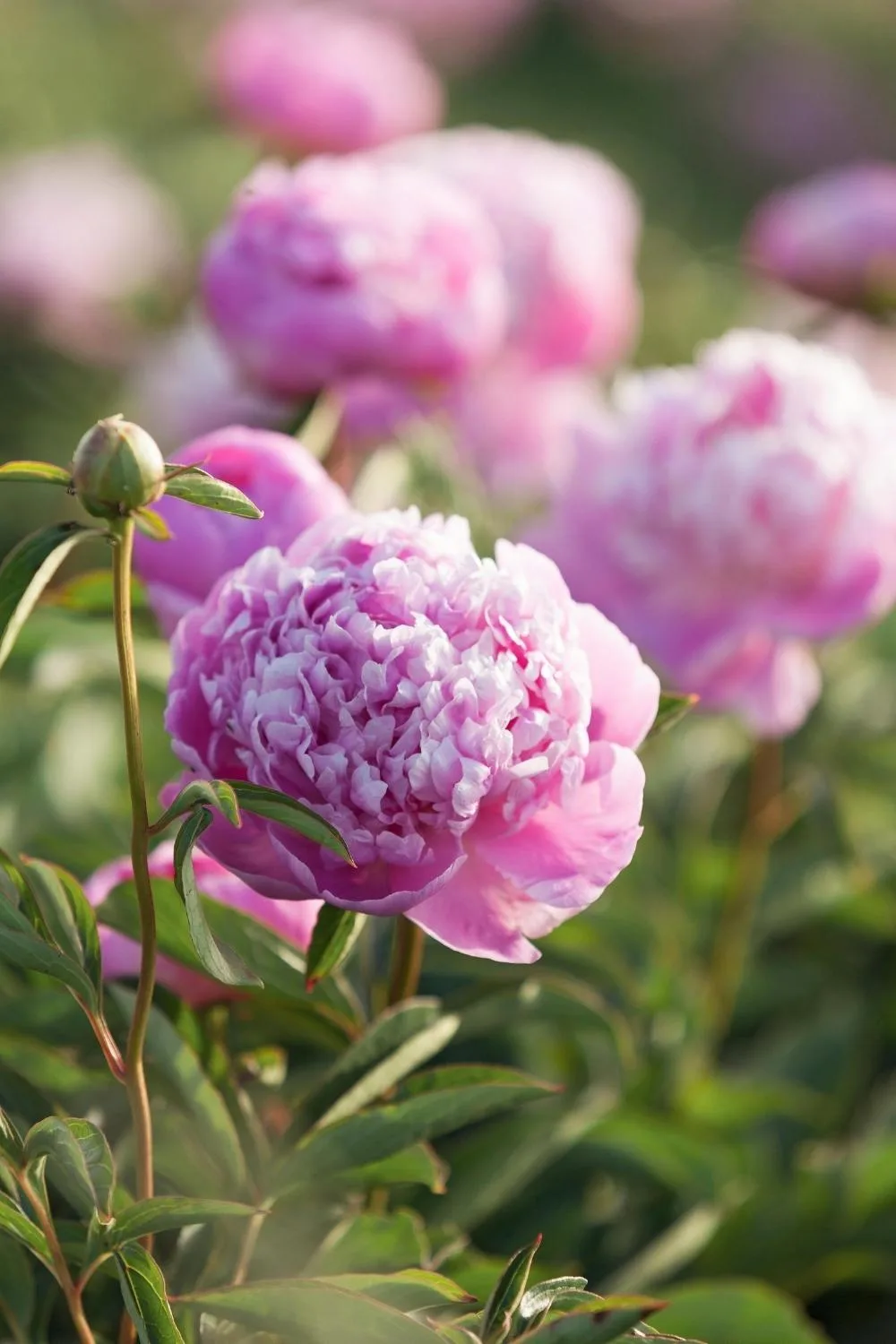 How to grow peonies in a pot | Better Homes & Gardens Australia