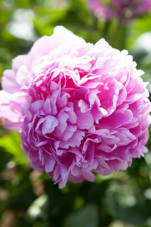 How to grow peonies in a pot | Better Homes & Gardens Australia