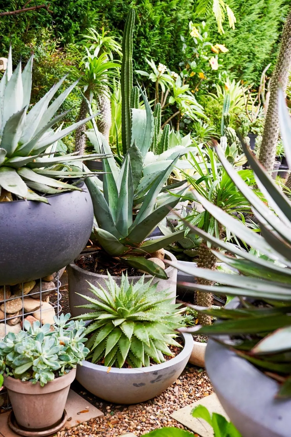 How to perfectly style pot plants in your garden