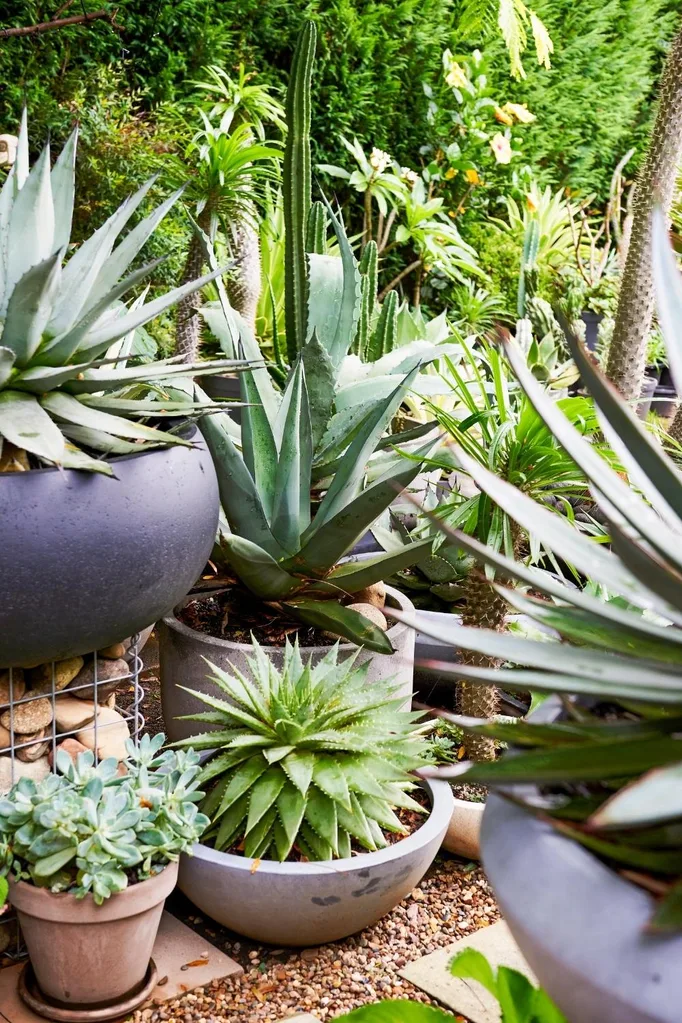 How to perfectly style pot plants in your garden