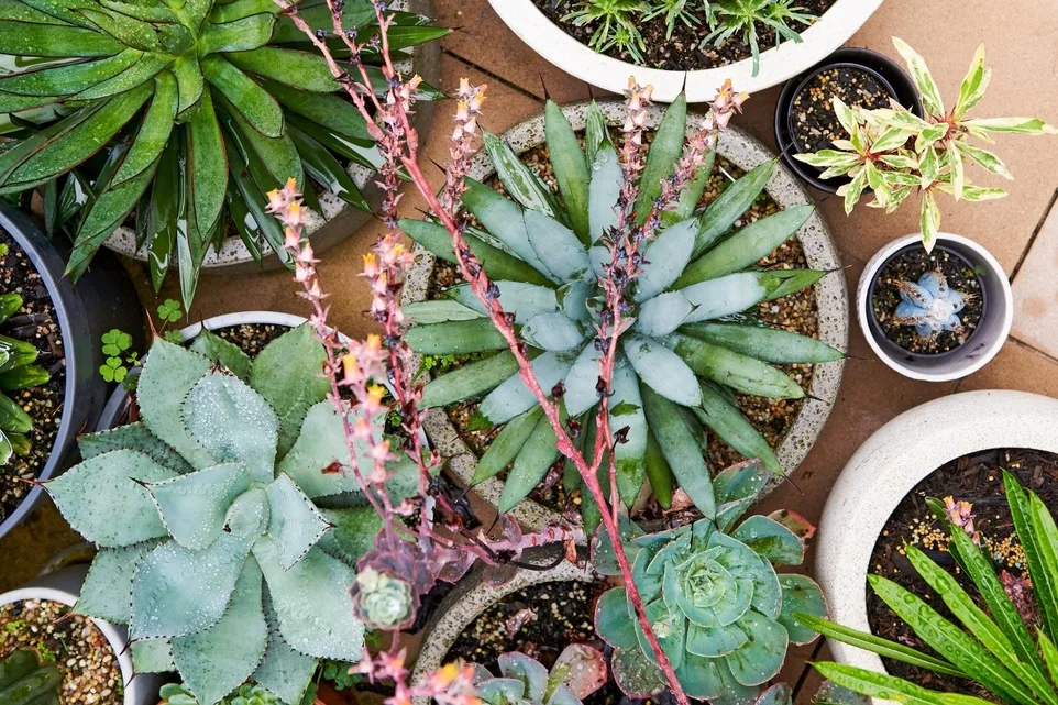 How to perfectly style pot plants in your garden