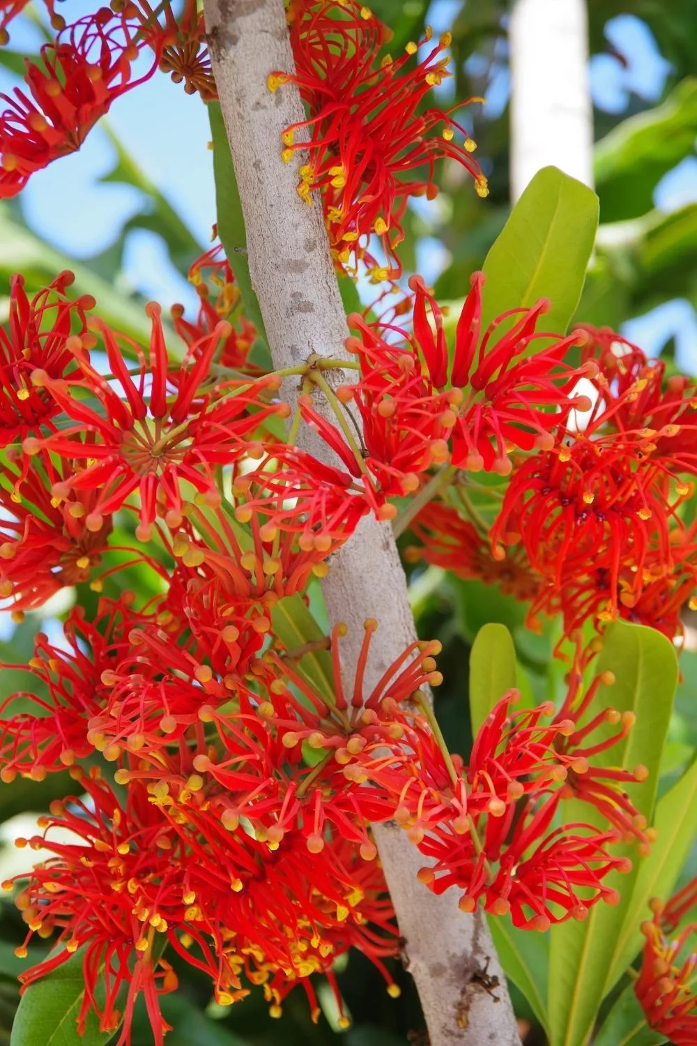 How to create a bush garden | Better Homes & Gardens Australia