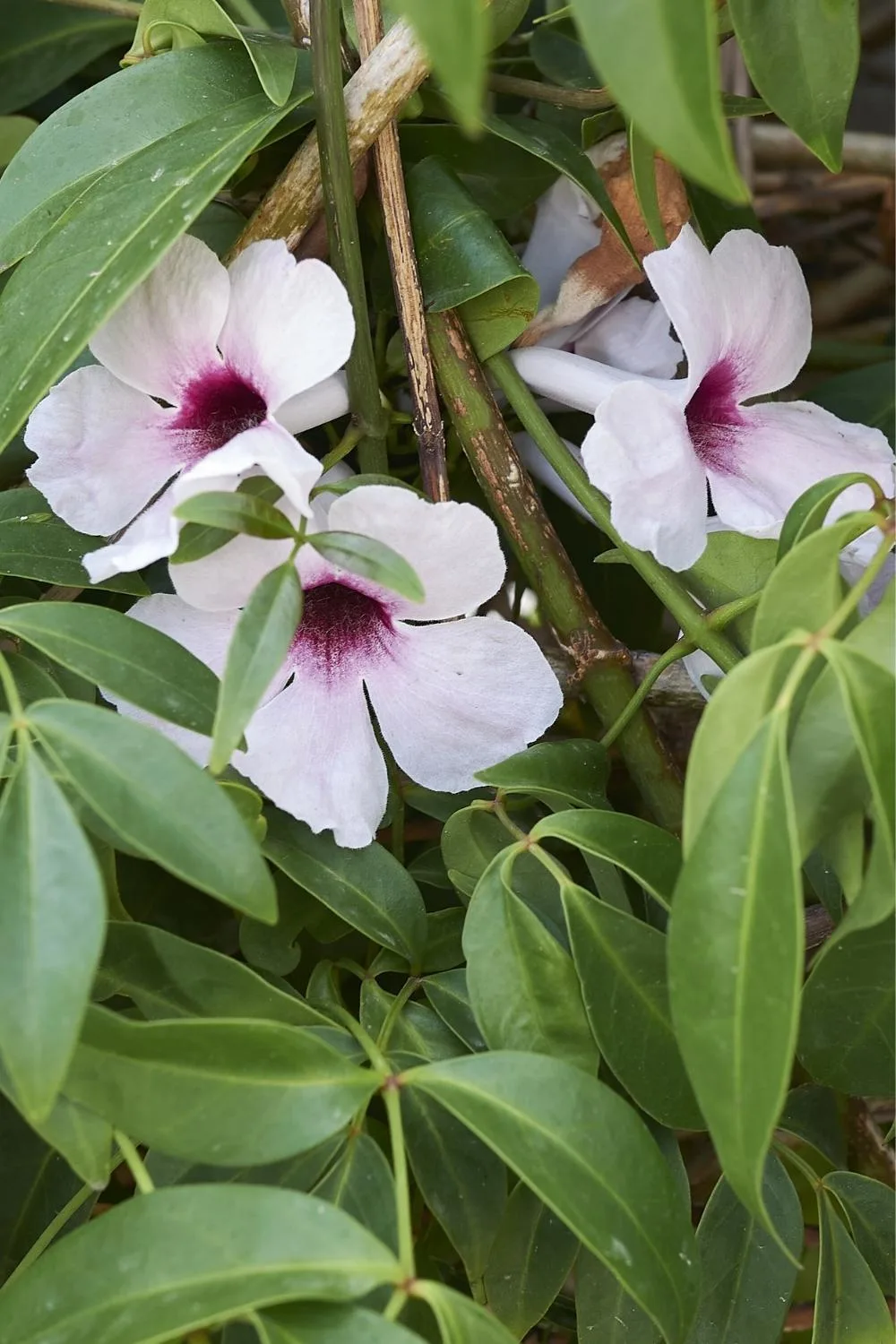 How to create a bush garden | Better Homes & Gardens Australia