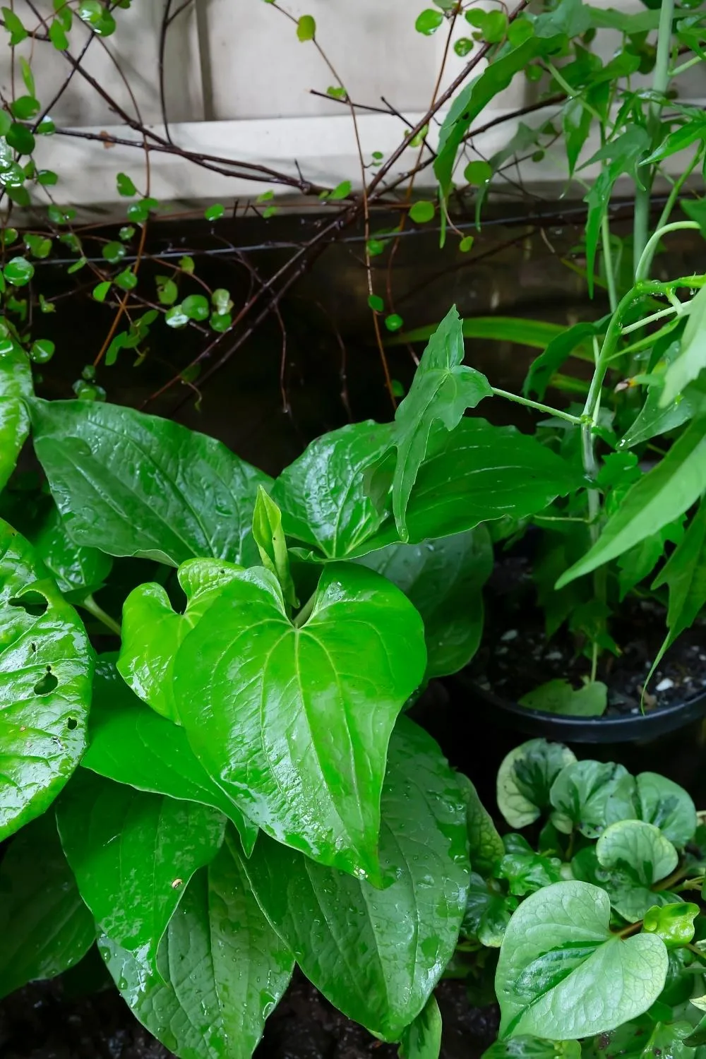 Plants that like wet feet | Better Homes & Gardens Australia