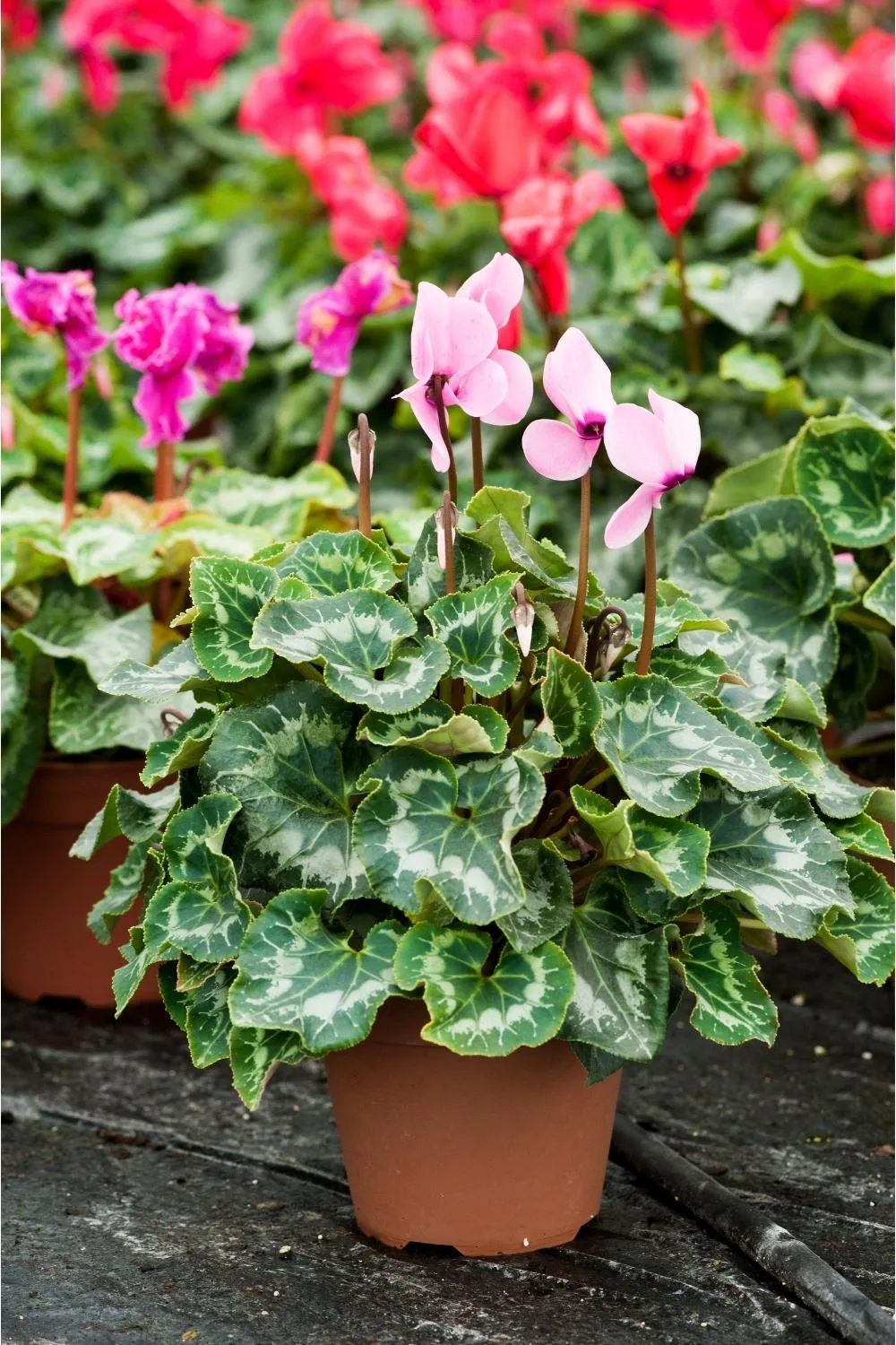 15 of the best indoor house plants for your home and lifestyle