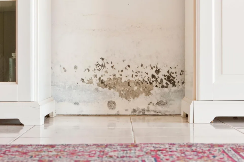 How to remove mould | Better Homes & Gardens Australia