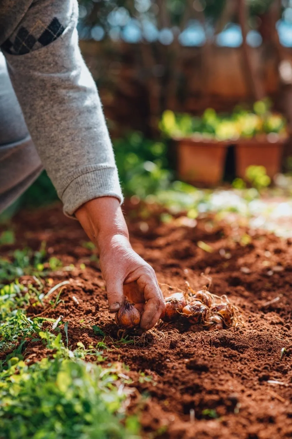 How to plant and grow bulbs | Better Homes & Gardens Australia