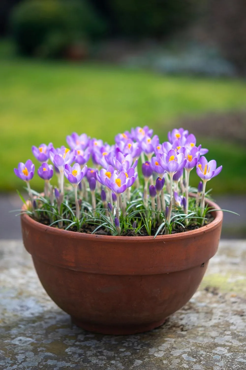 How to plant and grow bulbs | Better Homes & Gardens Australia