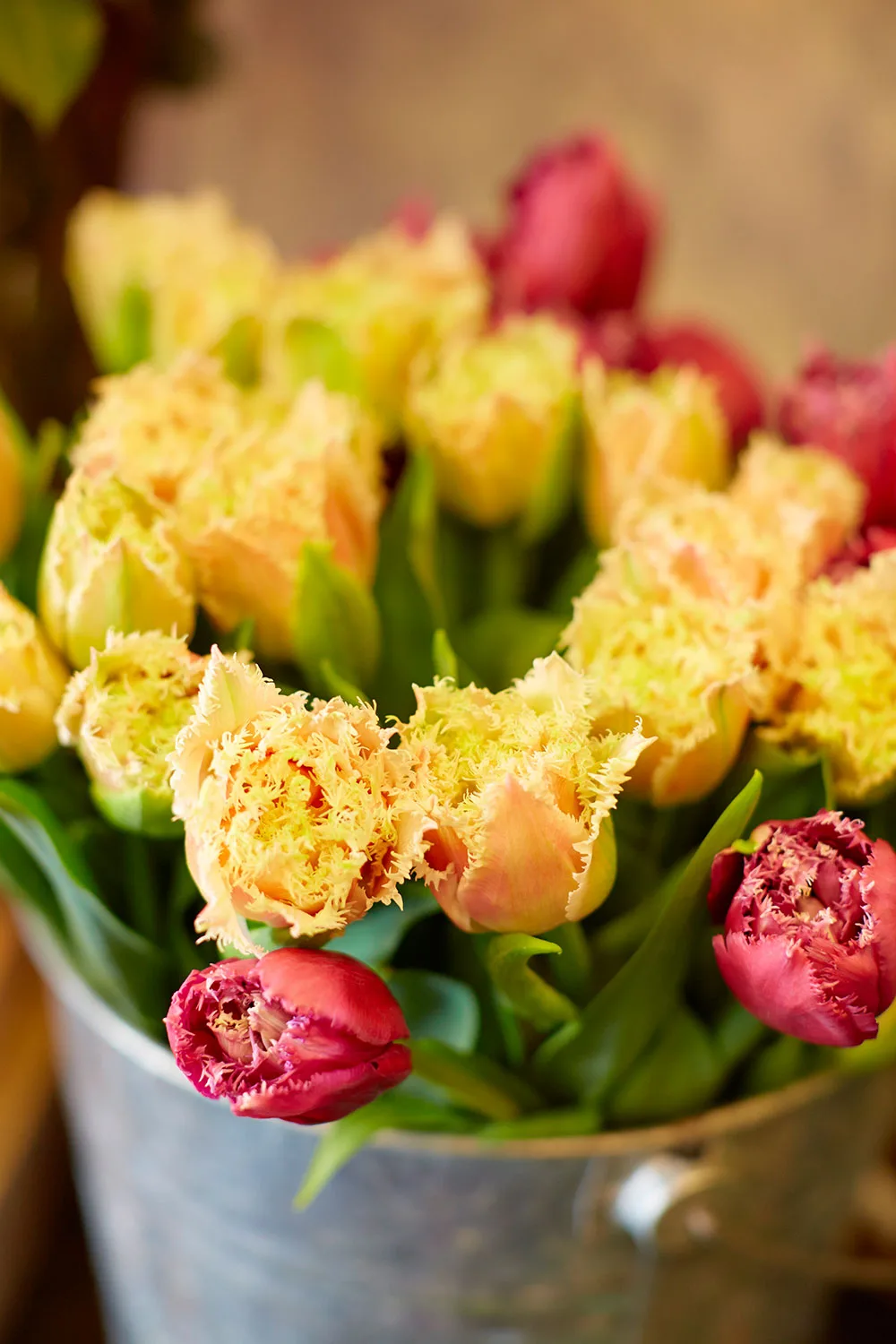 How to plant and grow bulbs | Better Homes & Gardens Australia