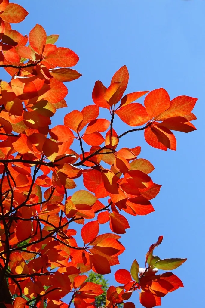 10 of the best autumn trees | Better Homes & Gardens Australia