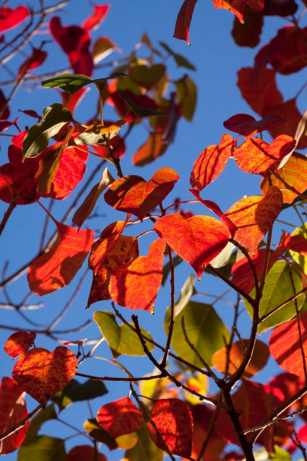 10 of the best autumn trees | Better Homes & Gardens Australia