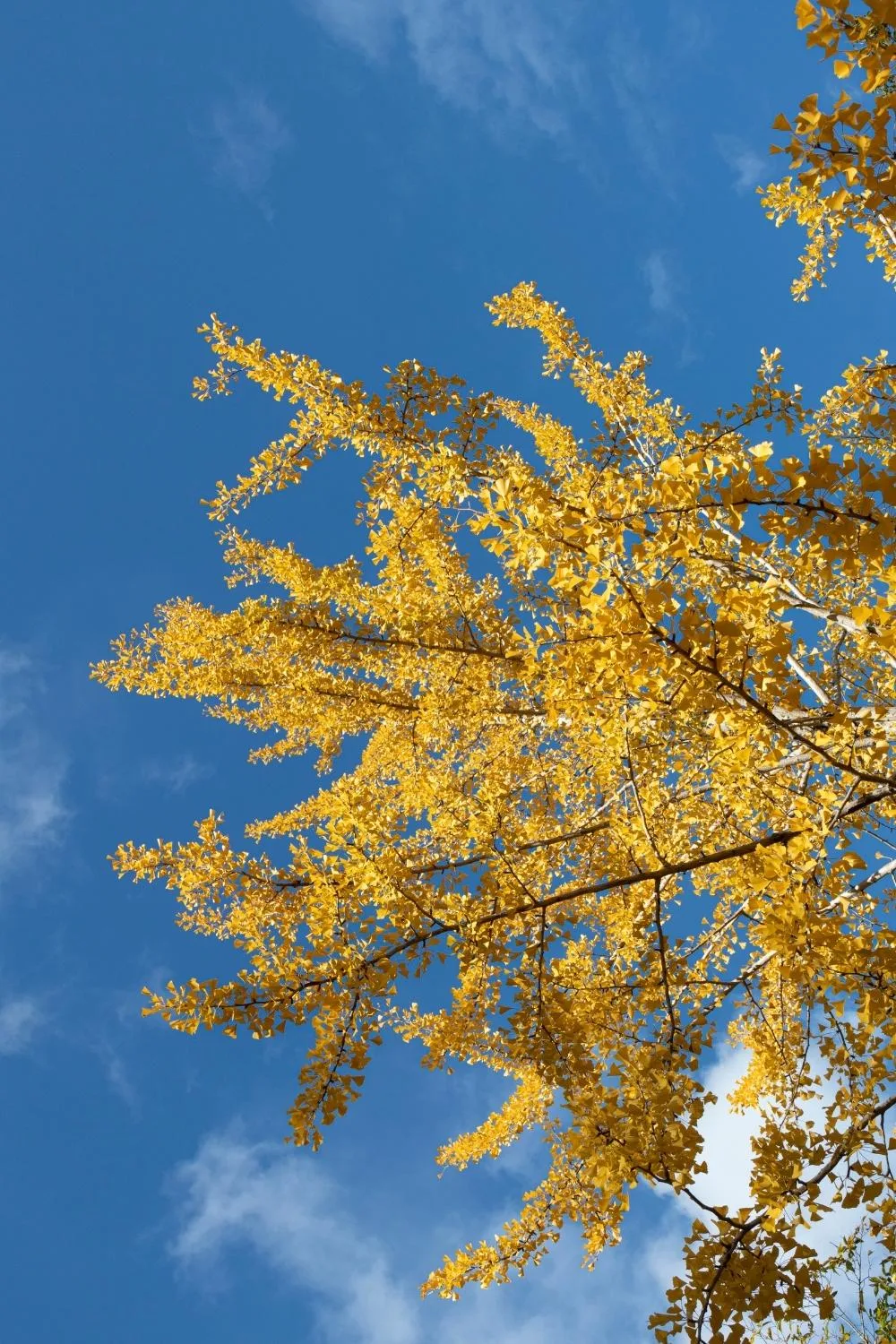 10 of the best autumn trees | Better Homes & Gardens Australia