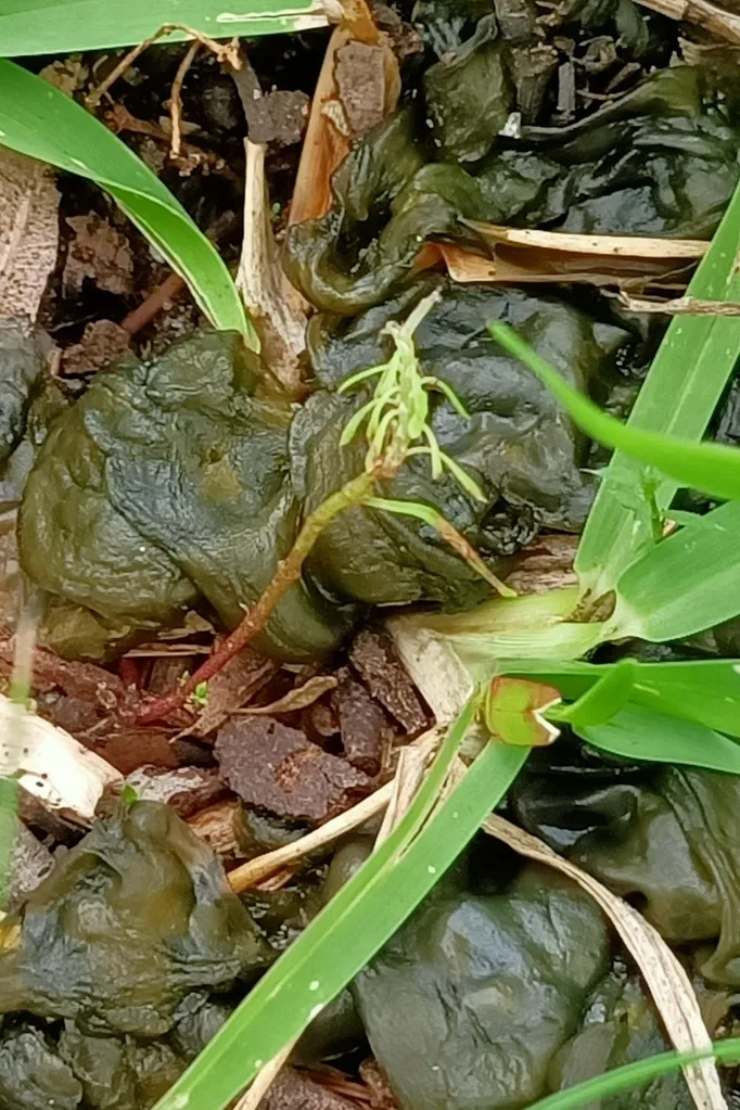 What is plant snot? | Better Homes & Gardens Australia