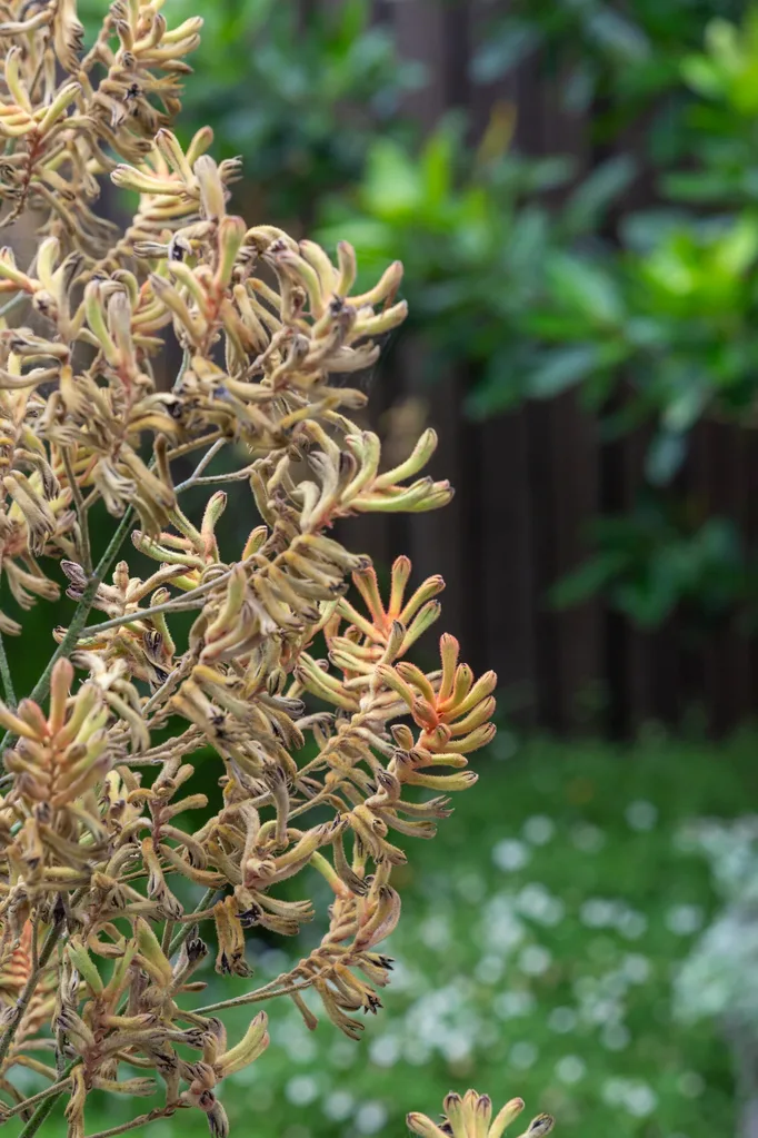 How to create your own native cottage garden