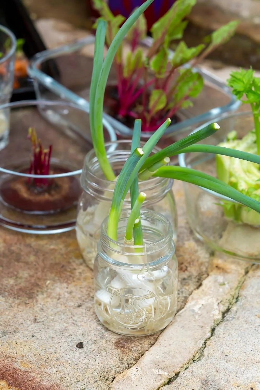 How to grow vegetables from scraps | Better Homes & Gardens Australia