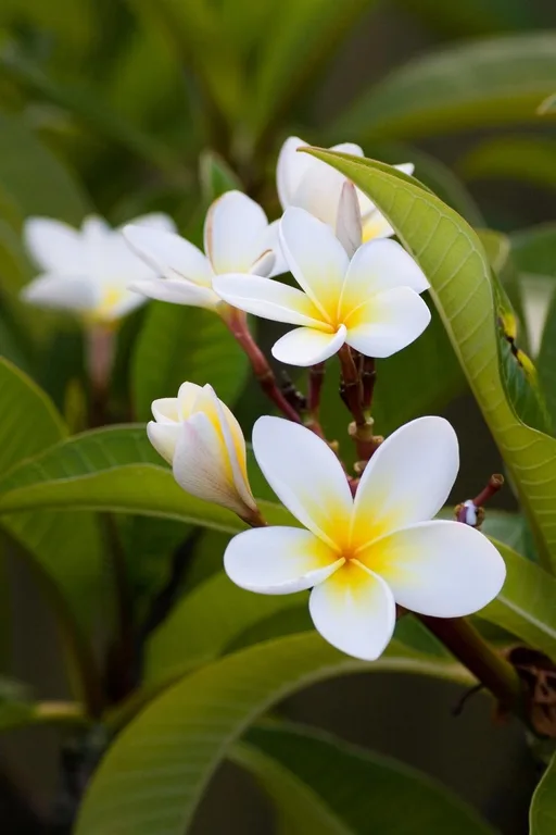 How To Grow Frangipanis | Better Homes & Gardens Australia