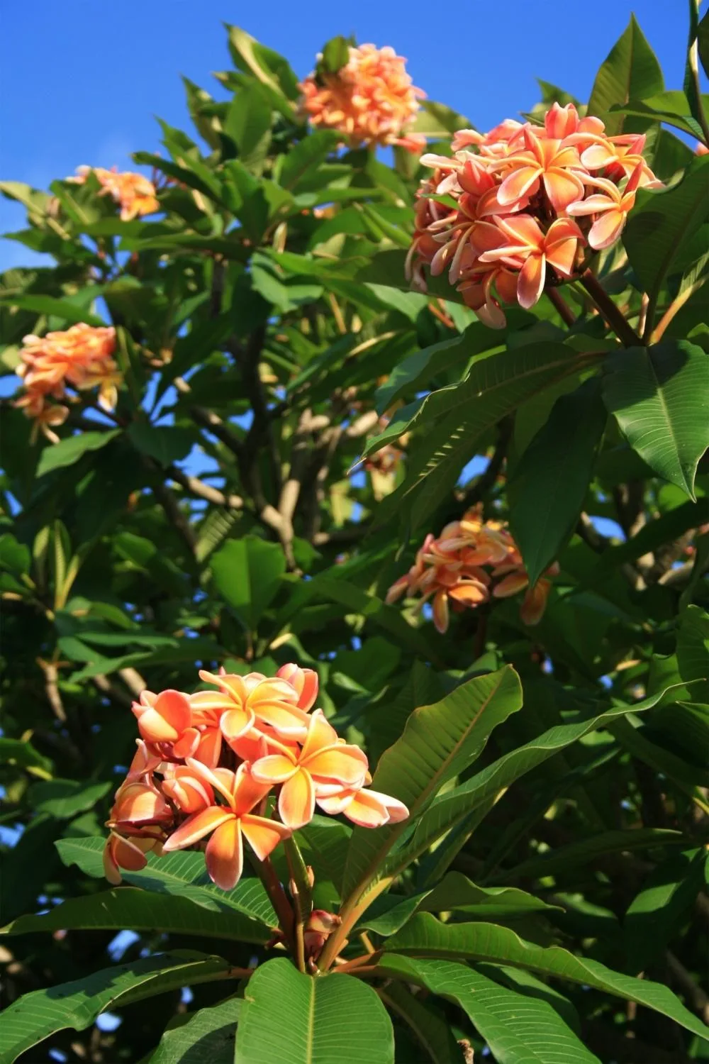 How To Grow Frangipanis | Better Homes & Gardens Australia