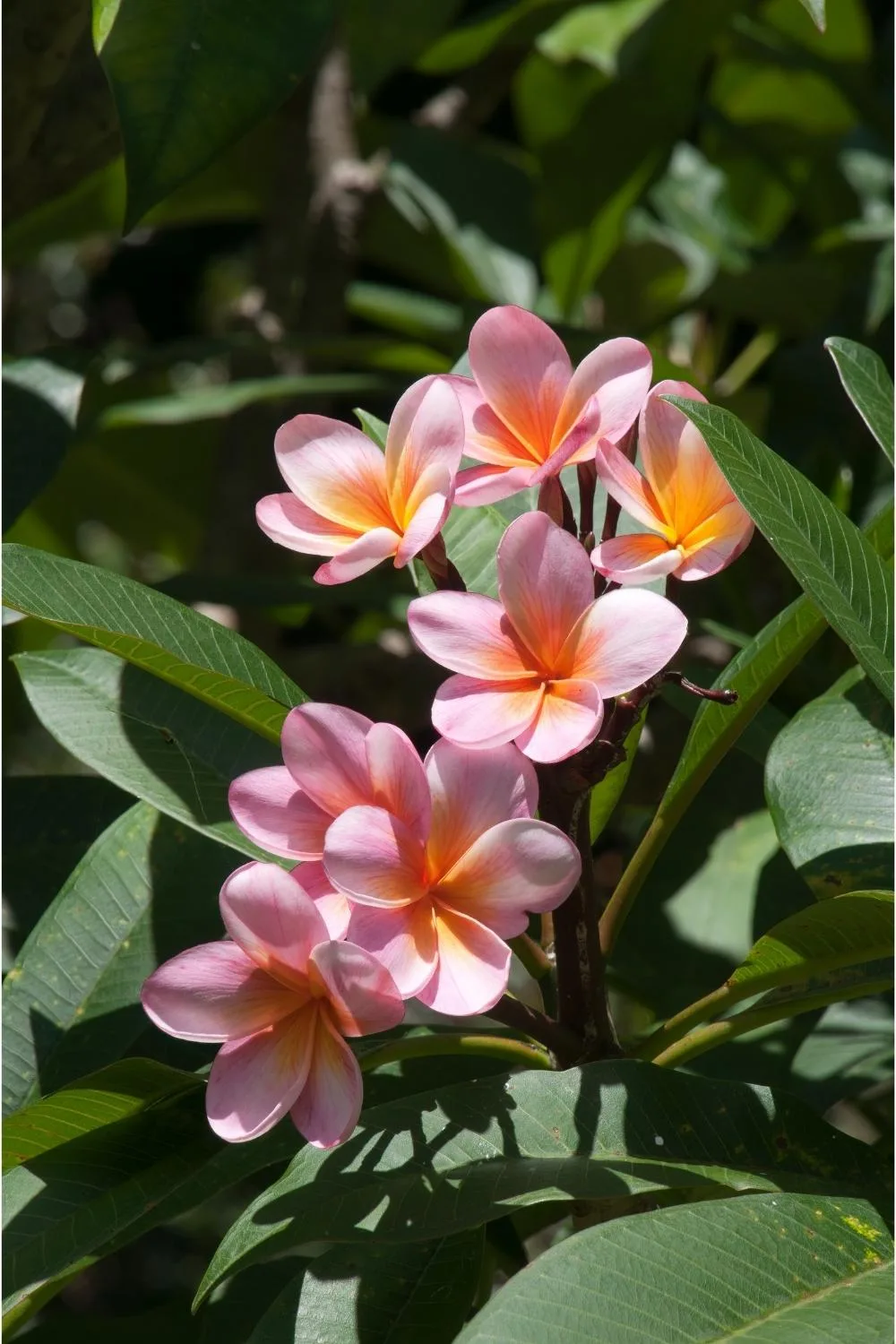 How To Grow Frangipanis | Better Homes & Gardens Australia