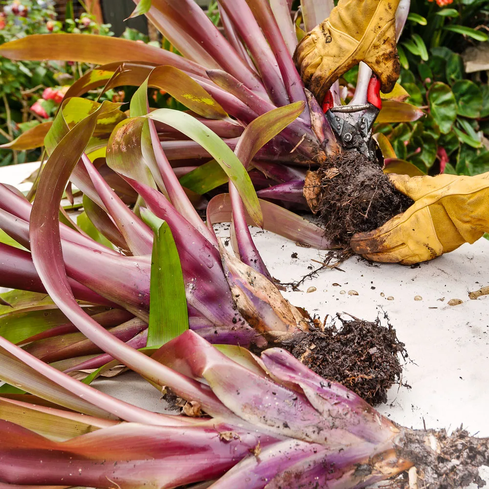 How to repot bromeliads - Better Homes & Gardens Australia