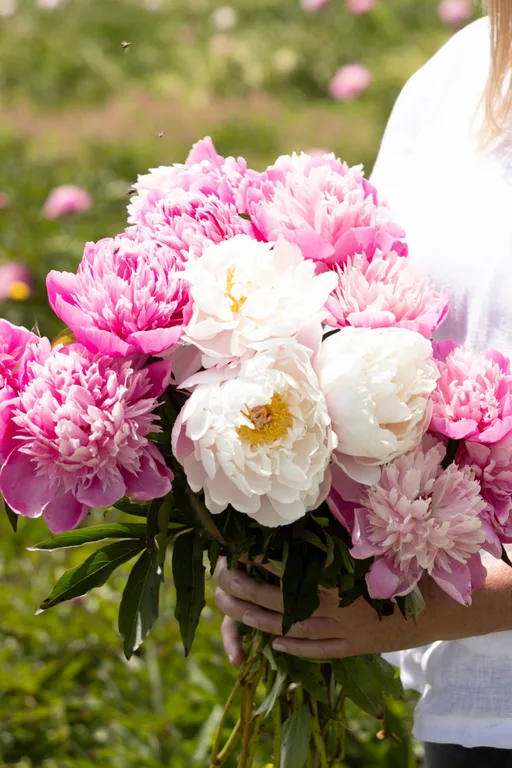 How to grow peonies | Better Homes & Gardens Australia