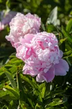 How to grow peonies | Better Homes & Gardens Australia
