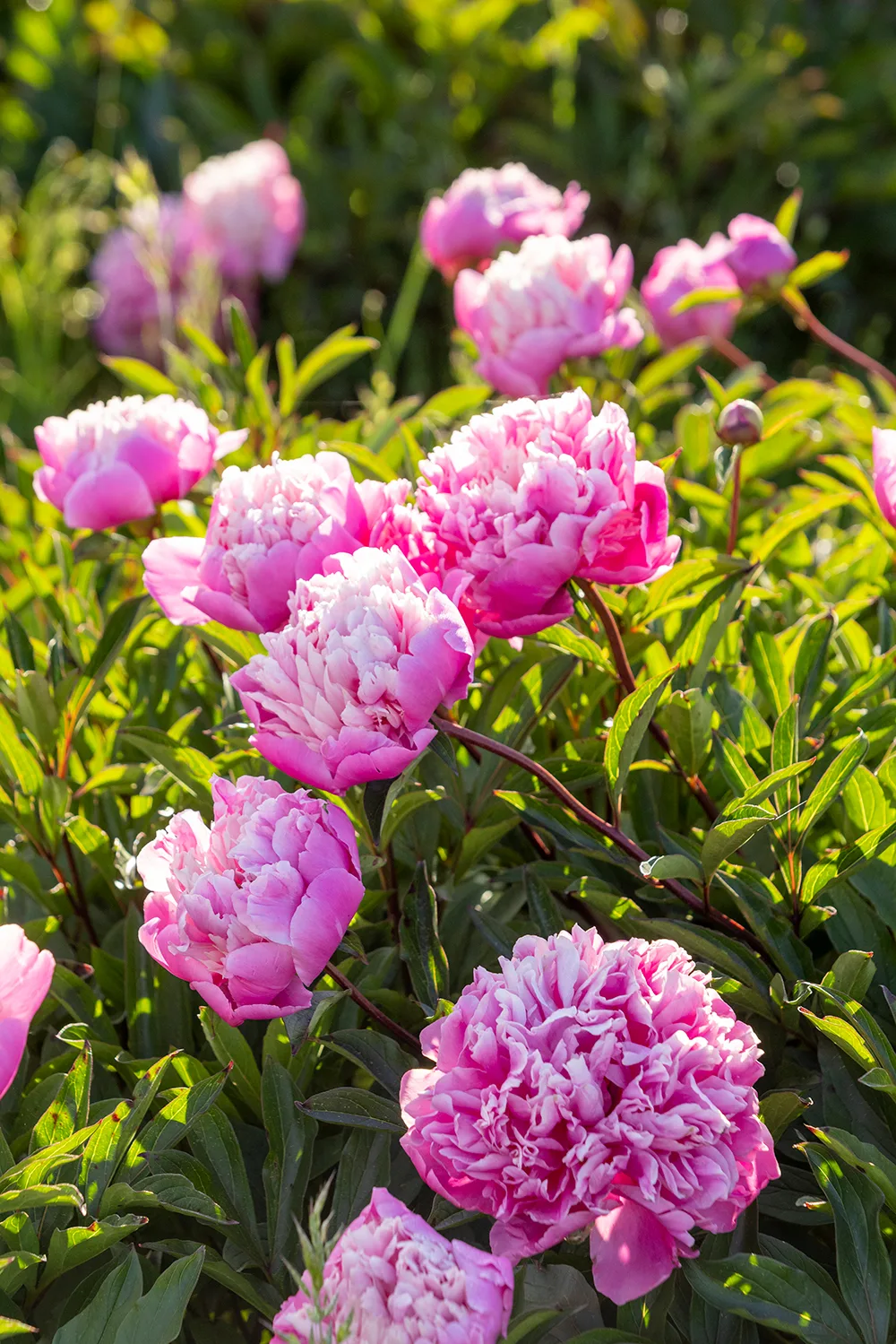 How to grow peonies | Better Homes & Gardens Australia