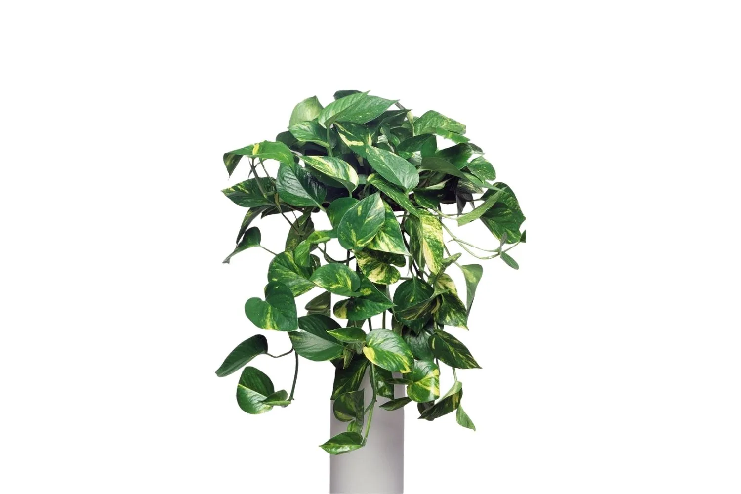 10 of the best low light indoor plants to grow