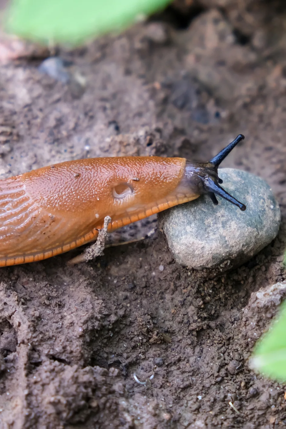 9 Common Garden Pests and How to Get Rid