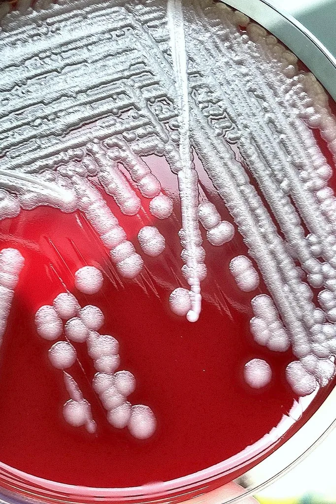 How long does cooked rice last in the fridge?