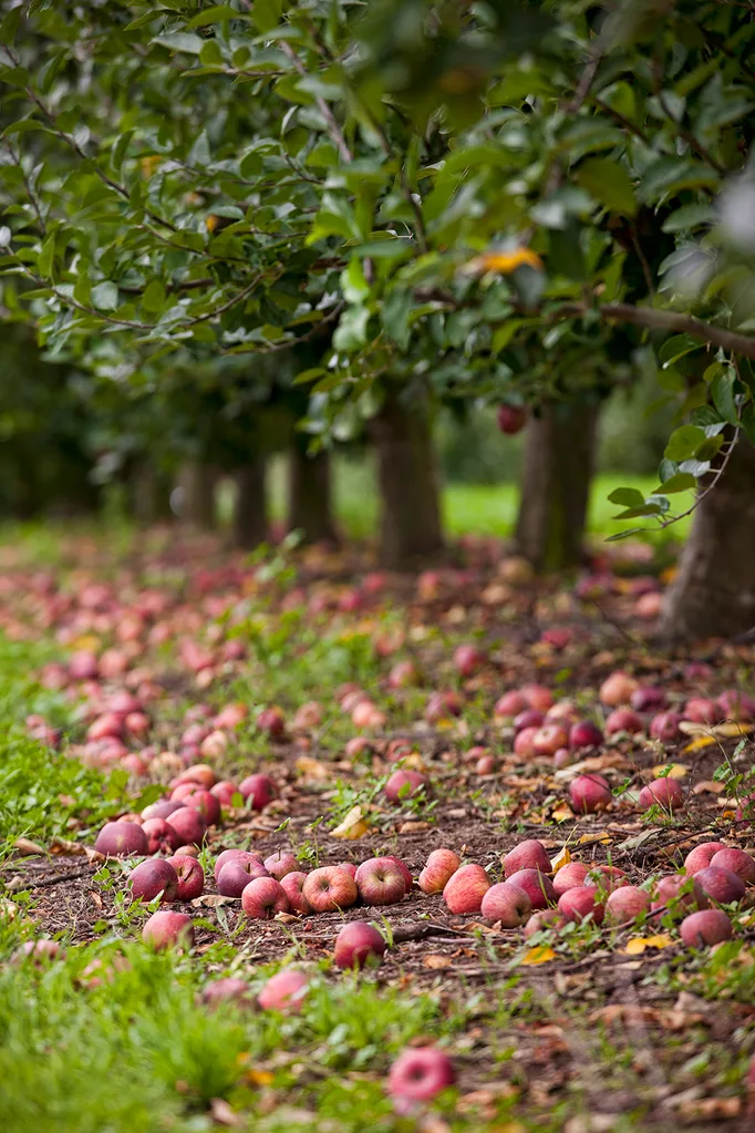 How to grow an apple tree | Better Homes & Gardens Australia