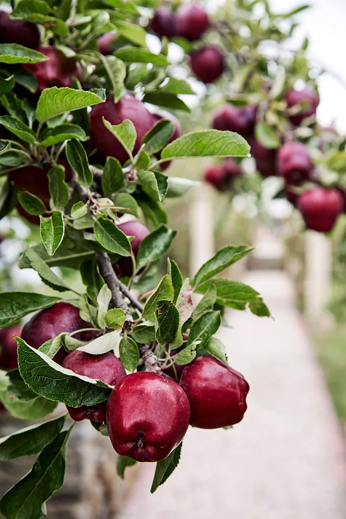 How to grow an apple tree | Better Homes & Gardens Australia