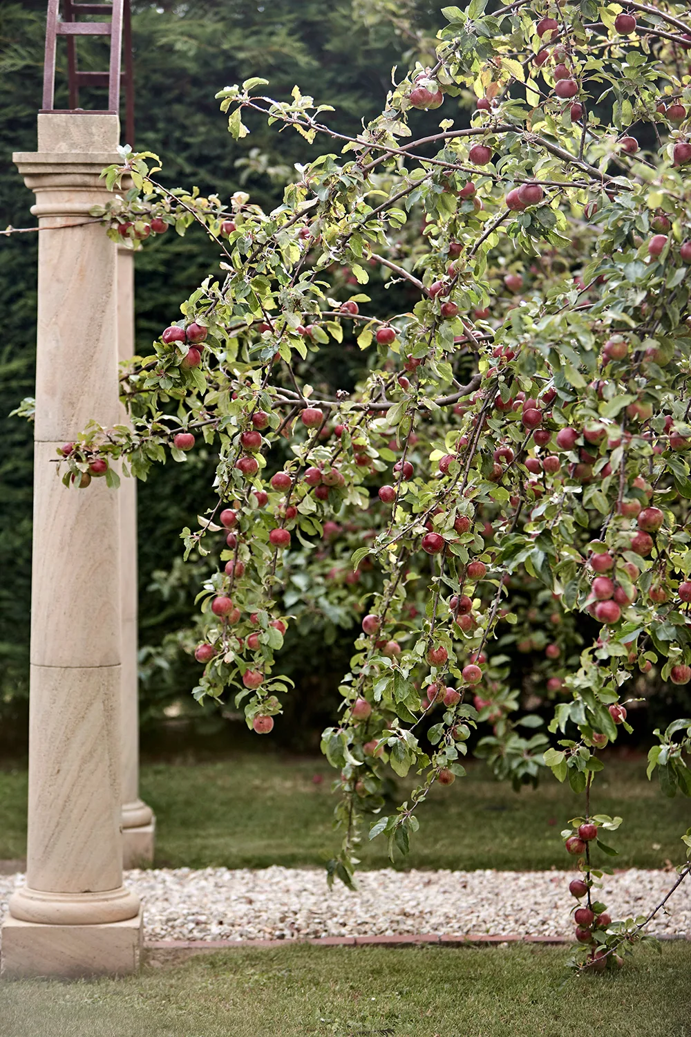 How to grow an apple tree | Better Homes & Gardens Australia