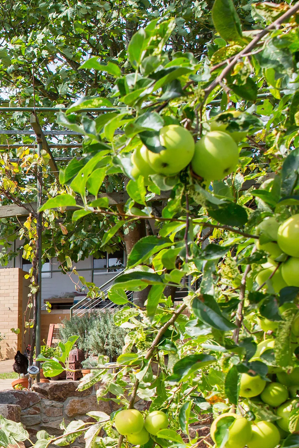How to grow an apple tree | Better Homes & Gardens Australia