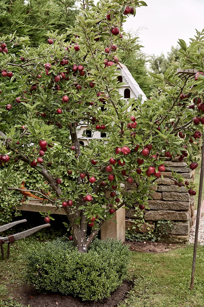 How to grow an apple tree | Better Homes & Gardens Australia