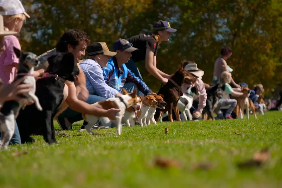 Dr Harry visits The Great Nundle Dog Race | Better Homes & Gardens ...