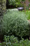 How to create your own native cottage garden