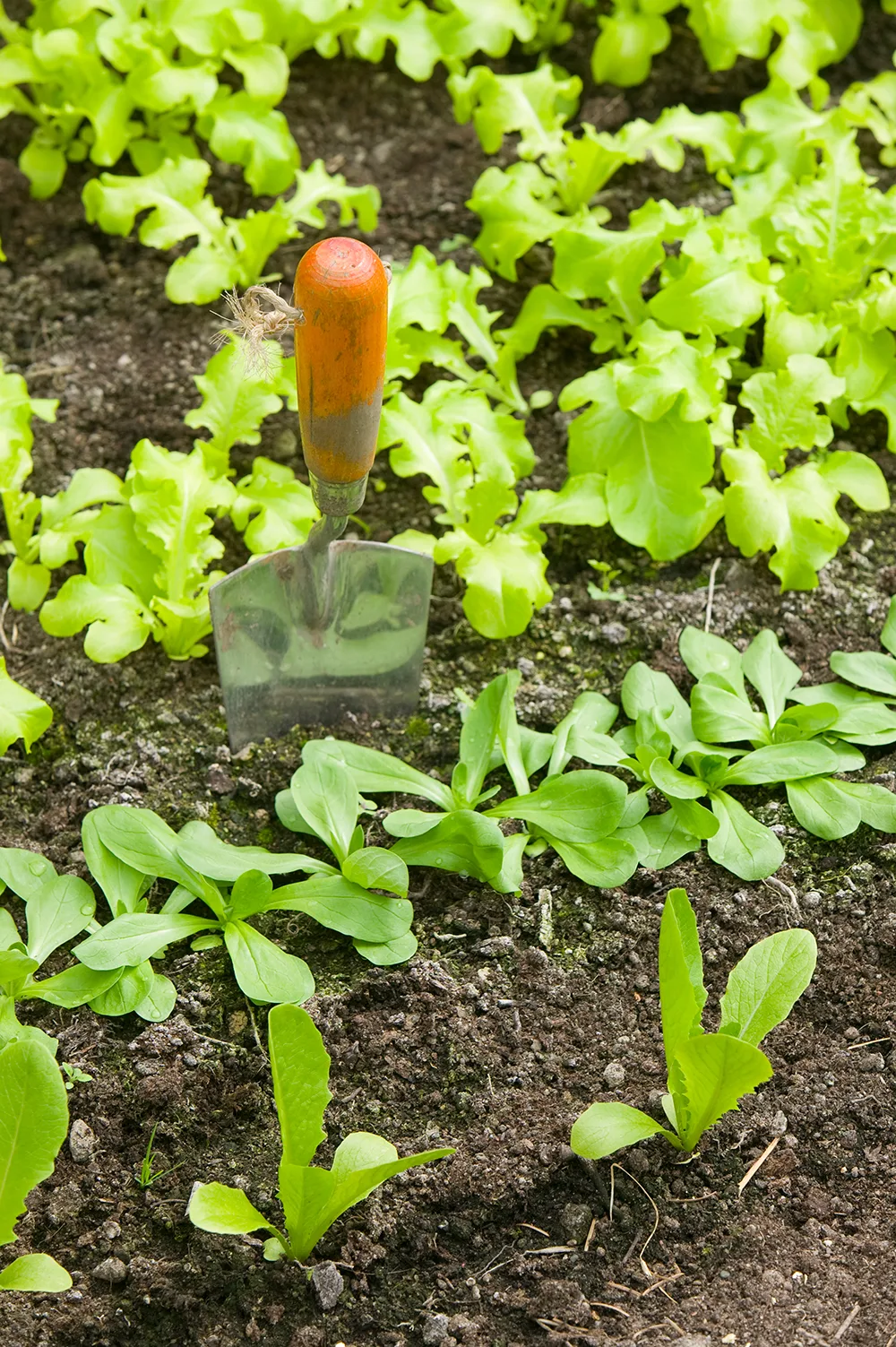 How to grow lettuce | Better Homes & Gardens Australia
