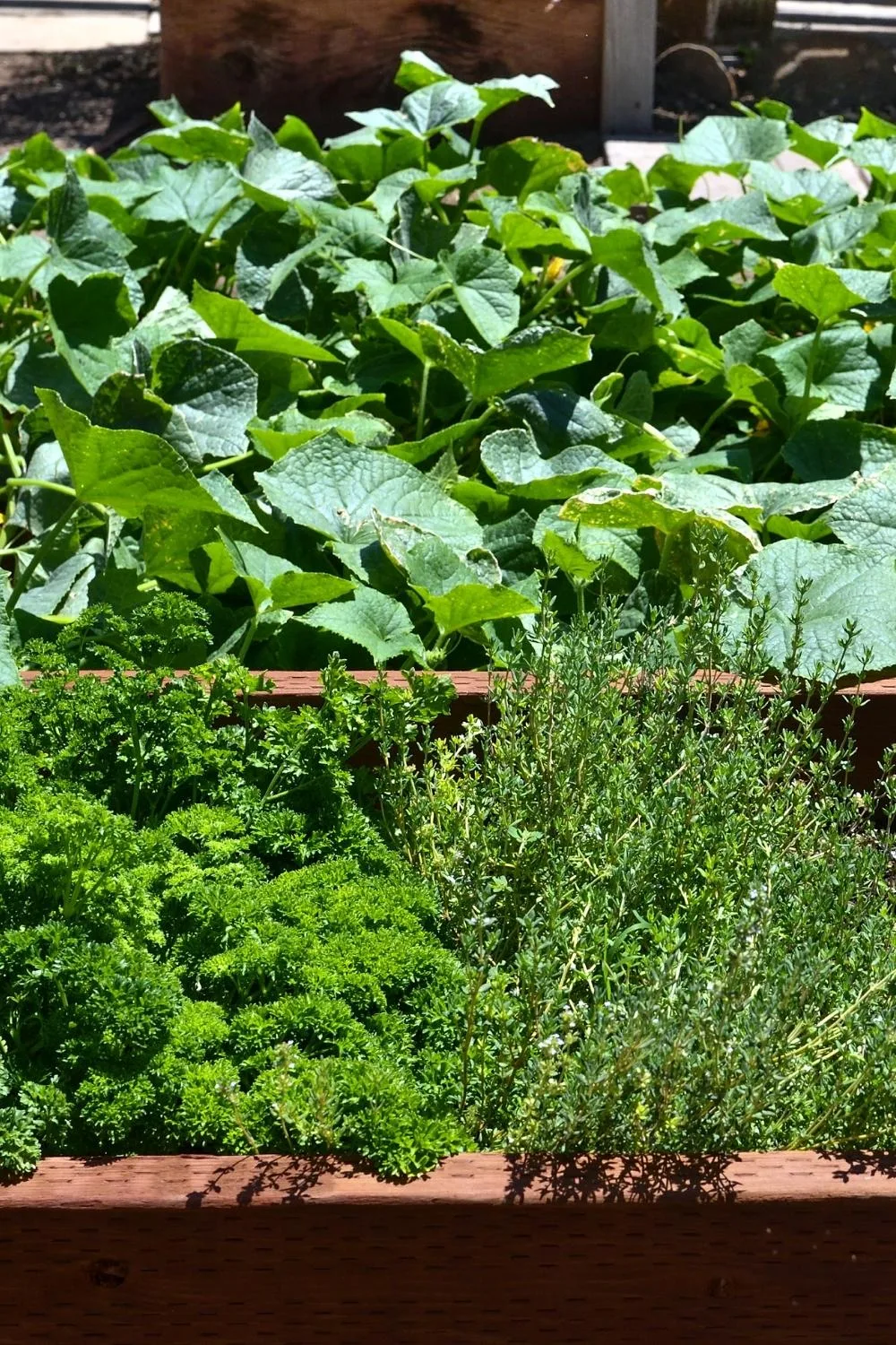 How to plant, harvest and grow cucumbers