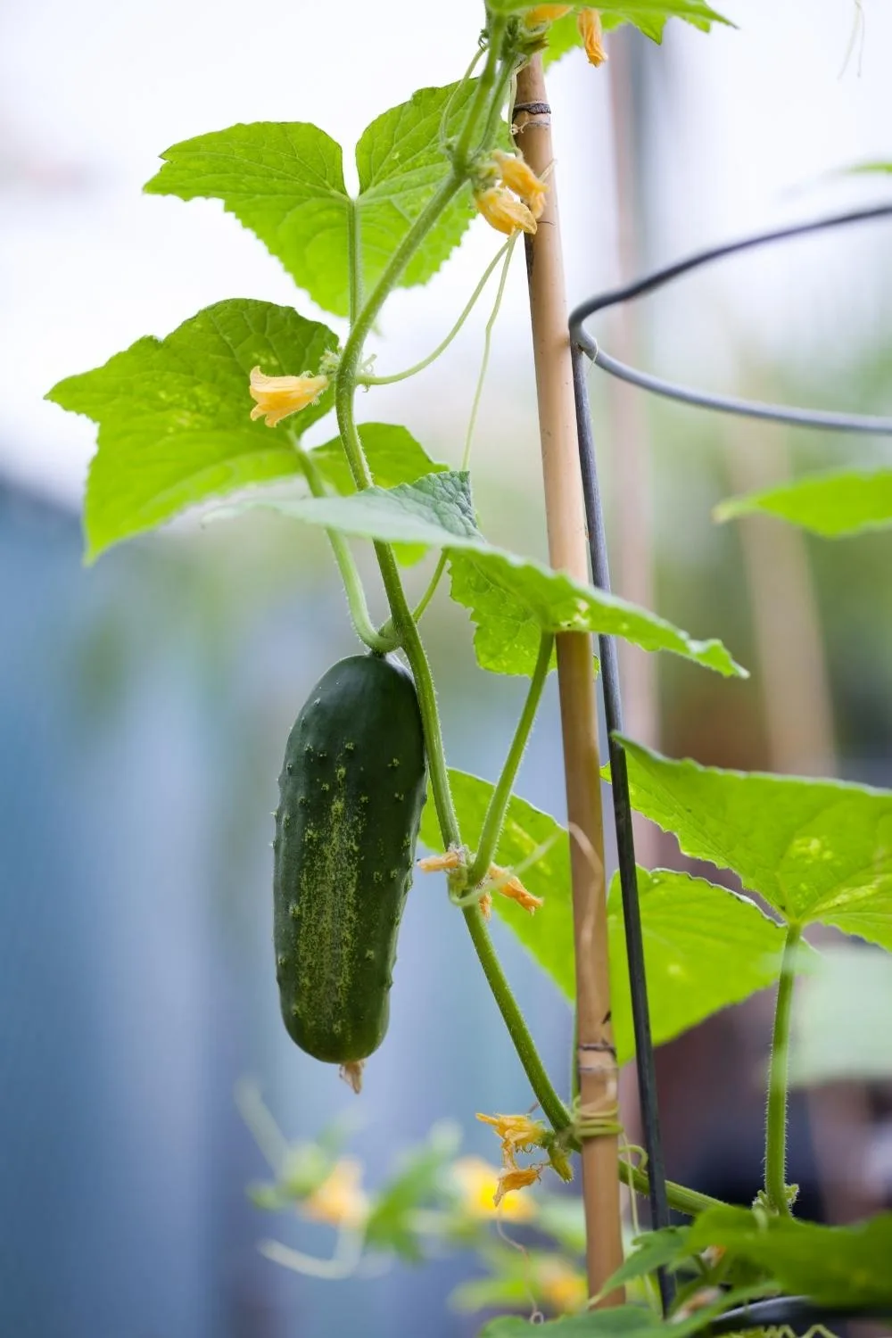How to plant, harvest and grow cucumbers