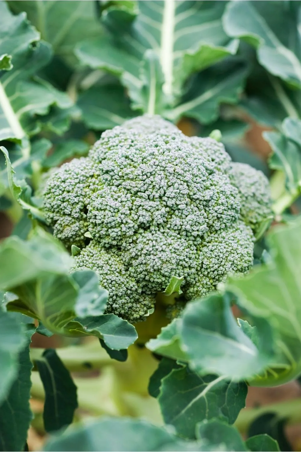 Broccoli Gardening 101: How to Grow Your Own Broccoli