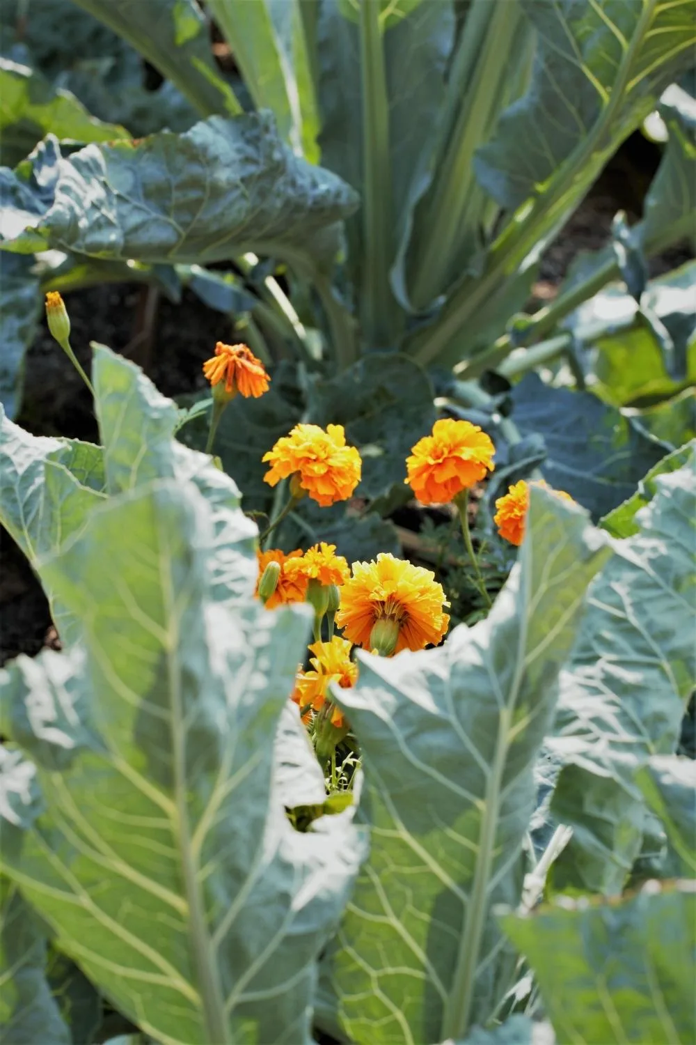 Broccoli Gardening 101: How to Grow Your Own Broccoli