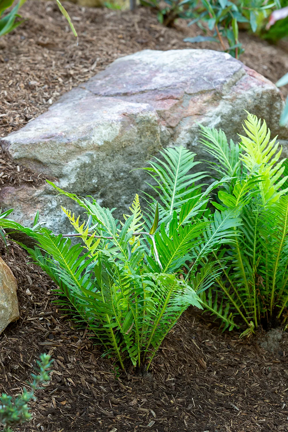 How to create a garden on a slope | Better Homes & Gardens Australia
