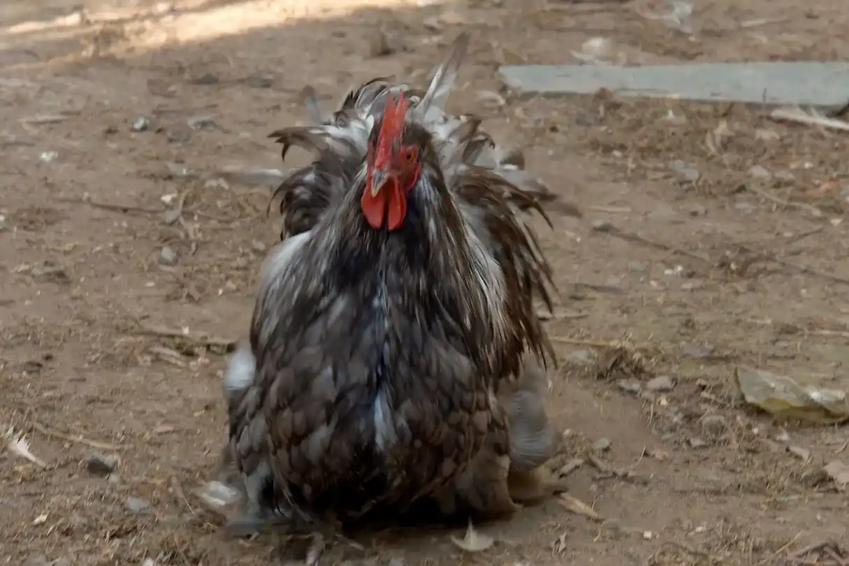 Dr Harry deals with messy hens | Better Homes & Gardens Australia