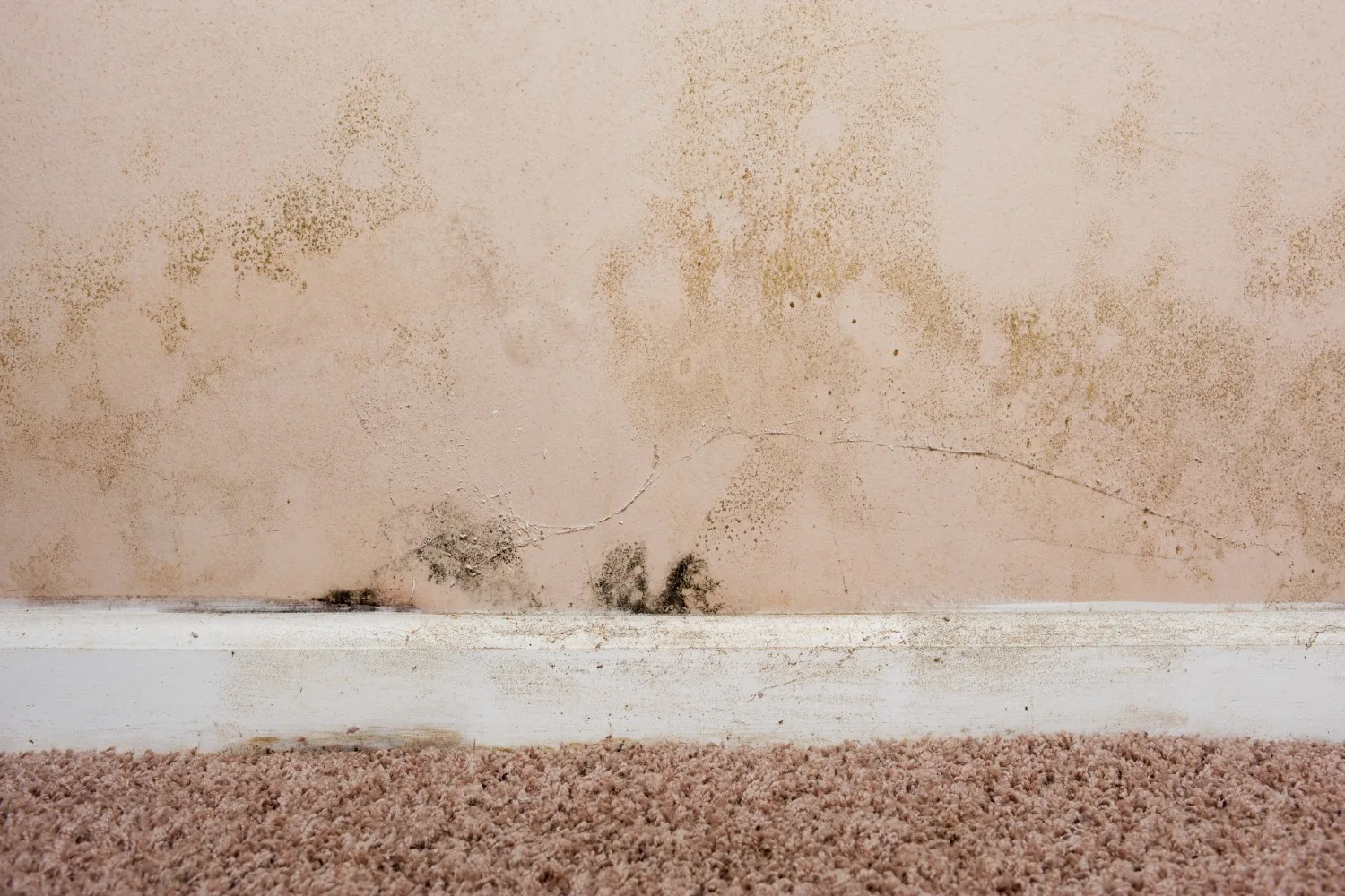 How to get mould off carpets | Better Homes & Gardens Australia