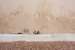 How to get mould off carpets | Better Homes & Gardens Australia