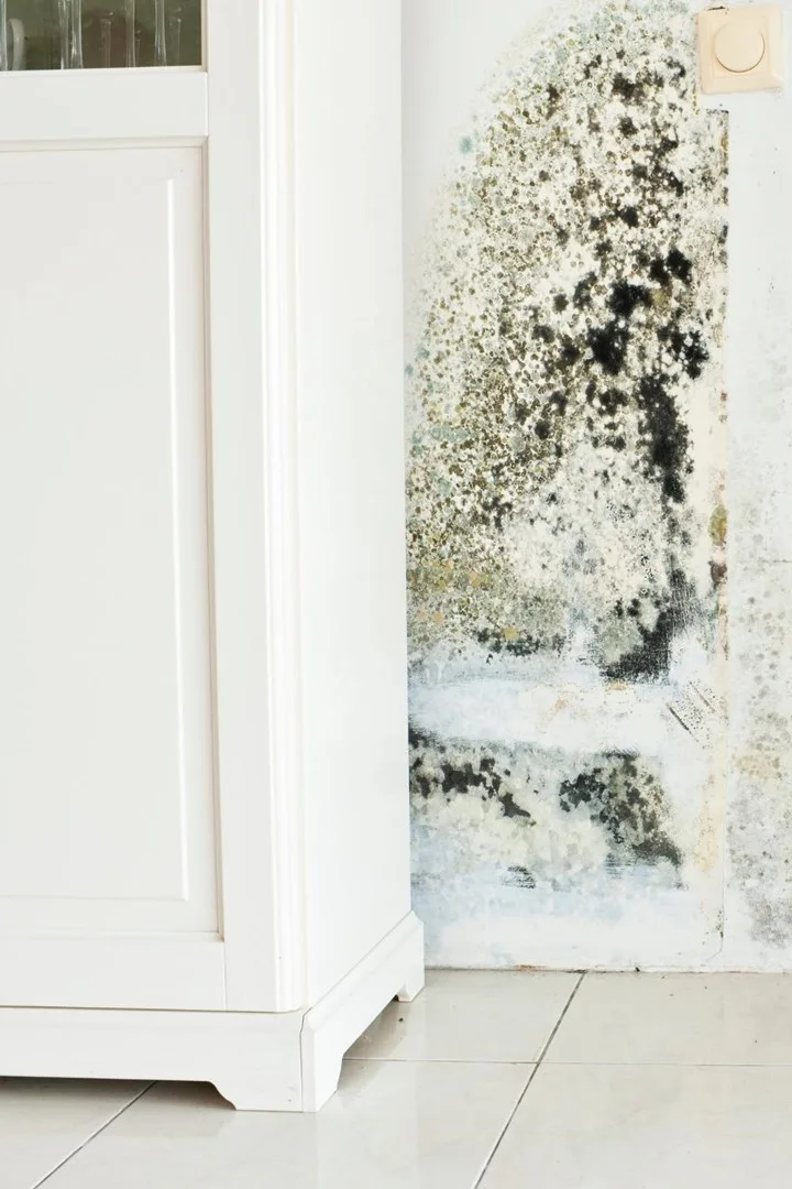 How to detect and remove invisible mould spores