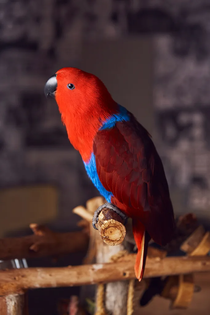 8 common bird behaviours and what they mean