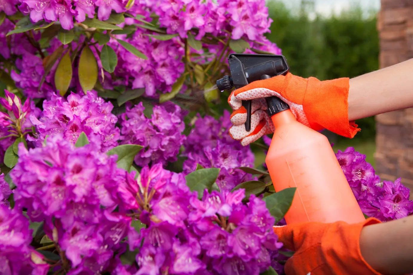 Natural Ways to Kill Aphids in Your Garden