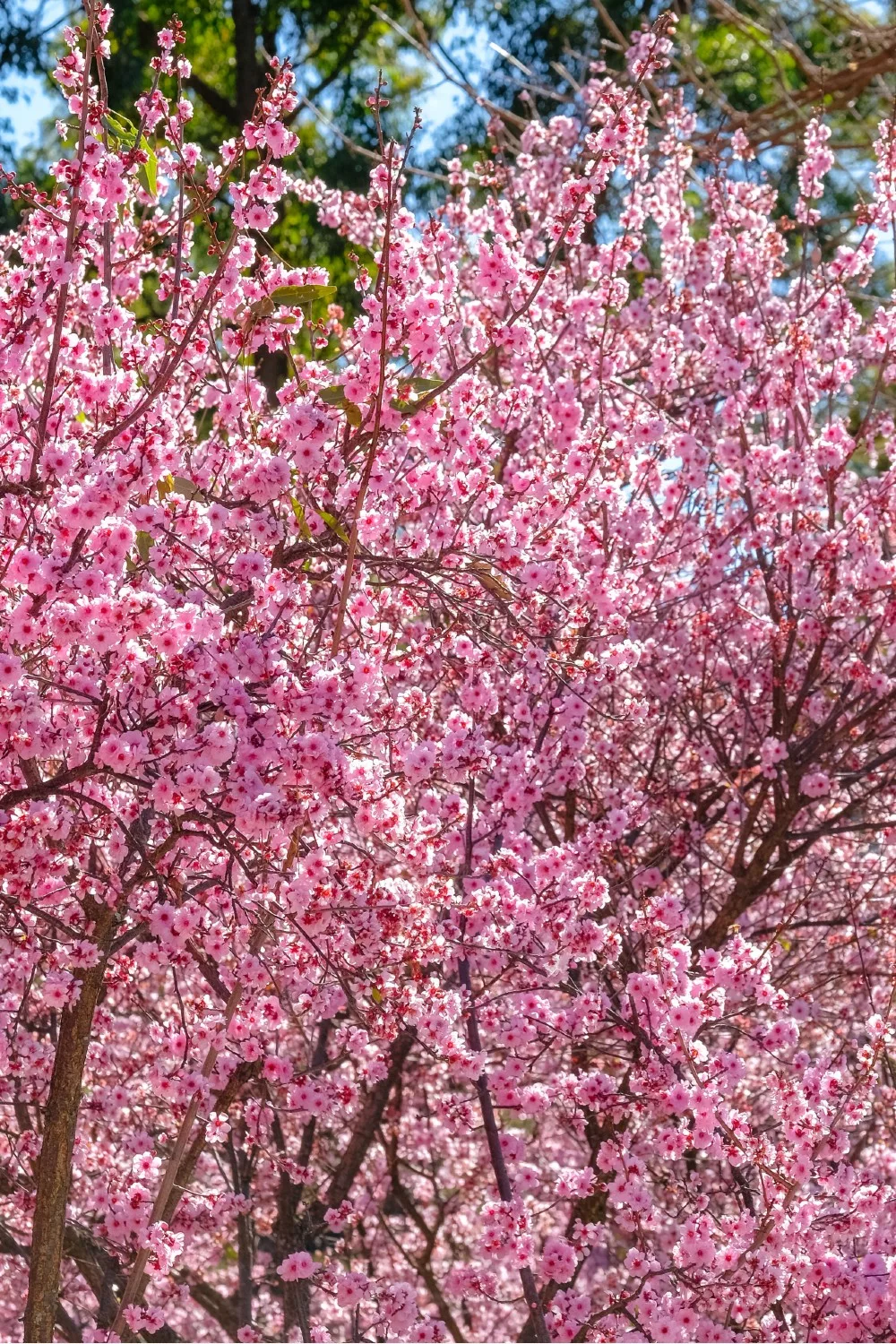 The Best Places To See Cherry Blossoms In Australia